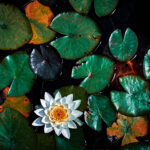 Schedule | Pyramid Life Center